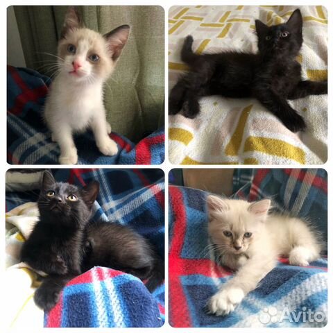 Котята красивые