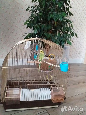 Волнистый попугай