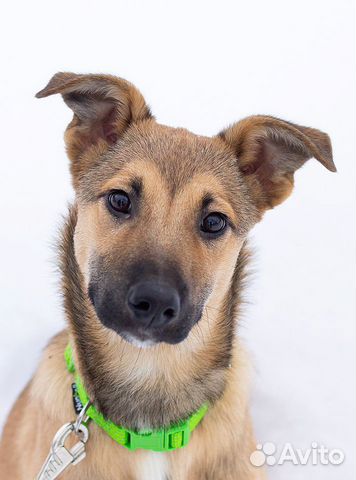 Отдам классного щенка-подростка