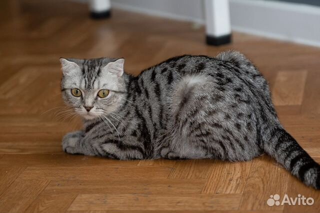 Шотландская кошка