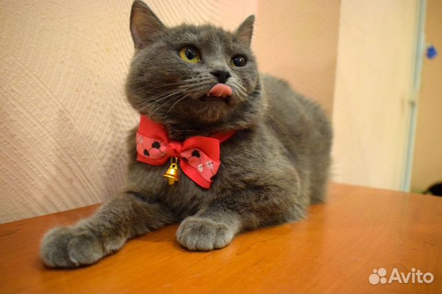 Полли 5 мес в добрые руки