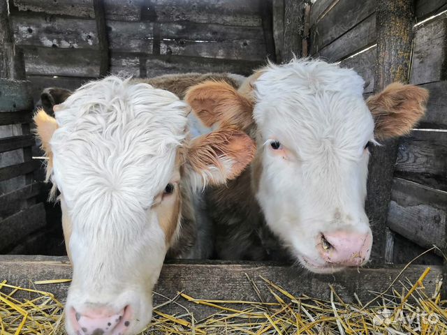 Бычки телята