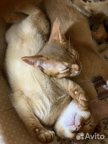 Абиссинские котята