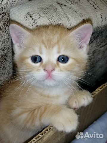 Котята