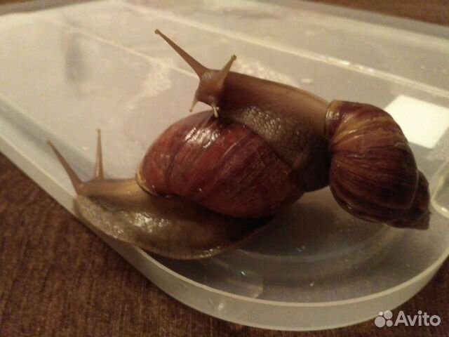 Улитка гигантская африканская Ахатина