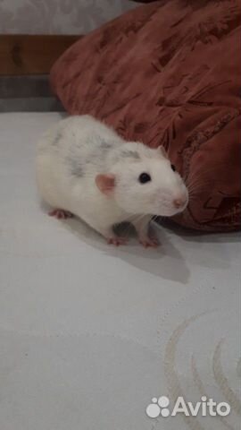 Эмиель Регис ищет дом