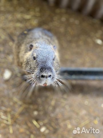 Продам Нутрий