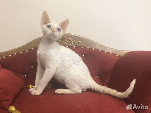 Девон-рекс котик Розовый Хвостик