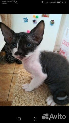 Канадский сфинкс