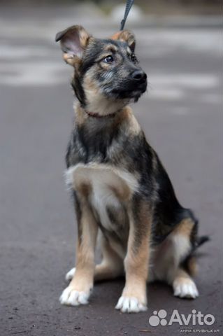 Щенки от очень умной собаки