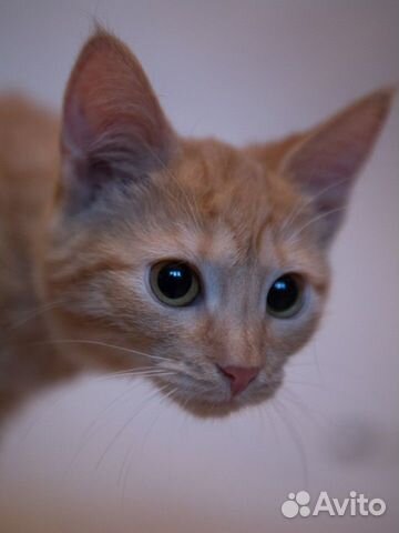 Котенок Буся 4 месяца