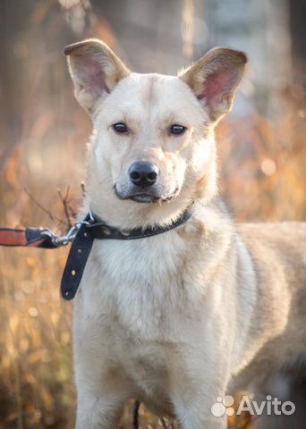 Молодой активный Бумер ищет дом