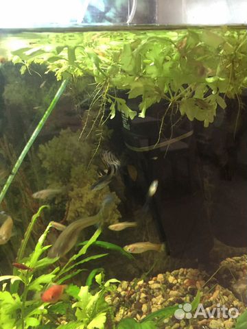 Аквариумное растение