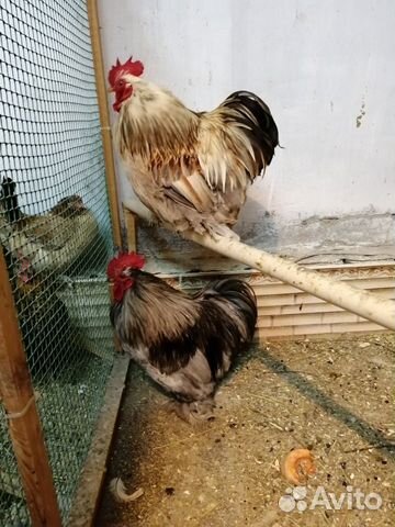 Продам или поменяю 2-х выставочных кохетинов