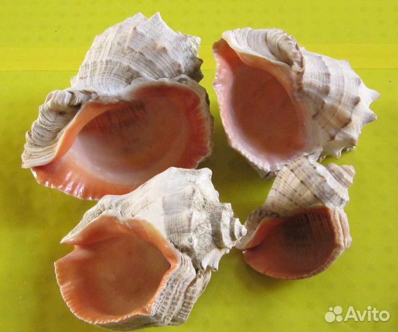 Ракушка рапана.300 шт. Все разные