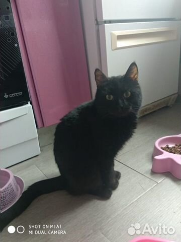 Супер ласковый кот в добрые руки