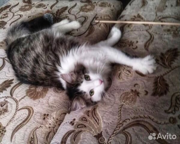 Кот