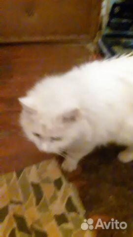 Отдам в добрые руки красивую пушистую кошечку