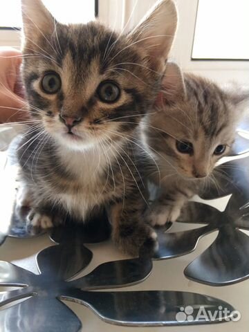 Котята домашние
