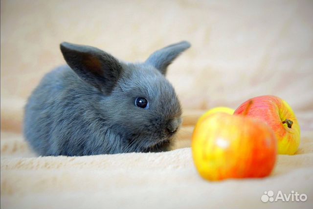 Карликовые вислоухие крольчата