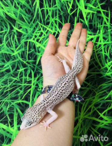 Эублефар Тотал эклипс гет бель альбино