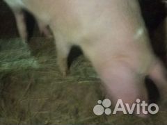 Свинья и кабаны на мясо