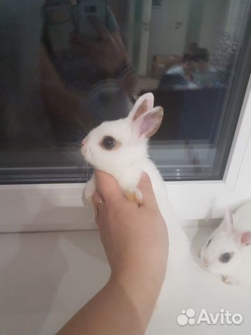Карликовые крольчата