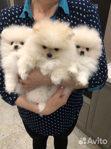 Шпиц Мальчик+Девочка