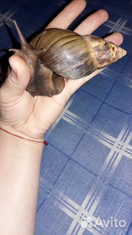 Улитка ахитин