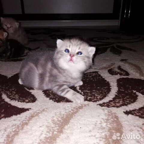 Шотландские котята