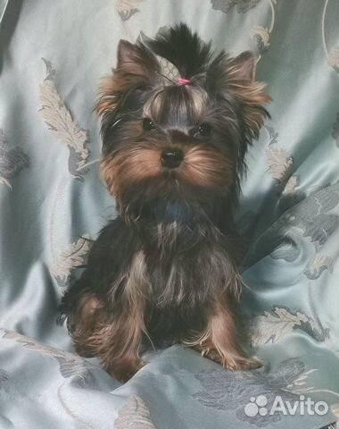 Йоркширский терьер подрощеная девочка