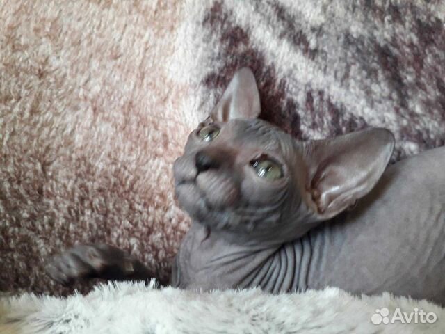 Донской сфичерная кошечка донского сфинксанкс