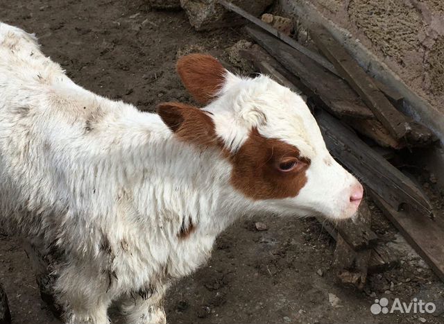 Продам телят