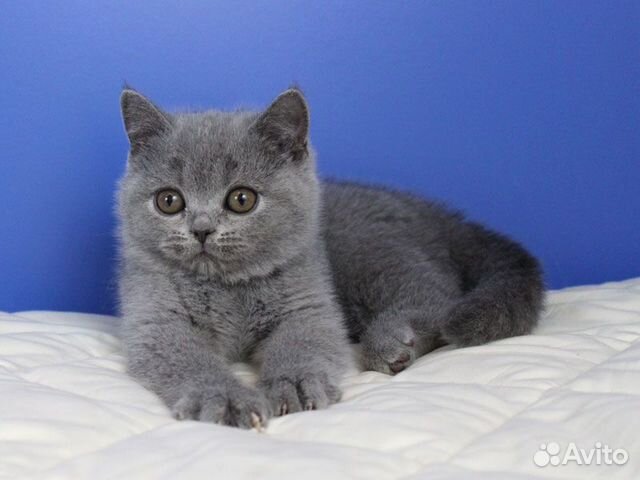 Британские котята голубые золотые шиншилы