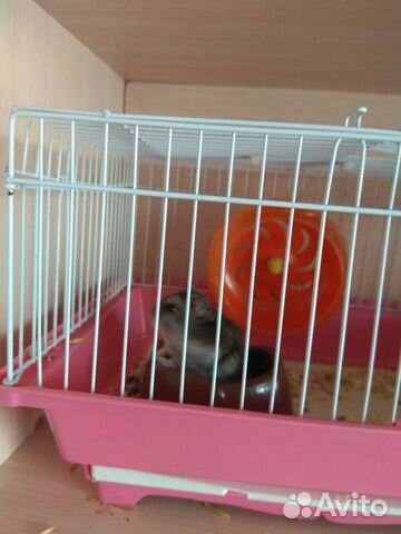 Хомяк Джингарик