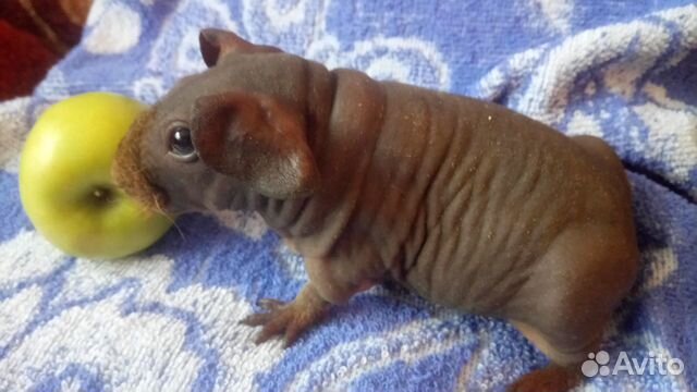 Морские свинки скинни малыши