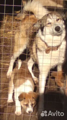 Щенок девочка ищет семью