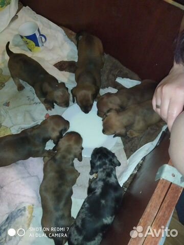 Щенки таксы, рождённые в день влюблённых