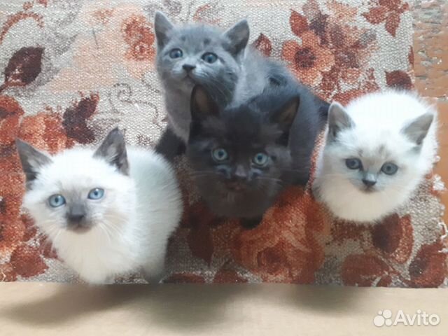 Продам котят