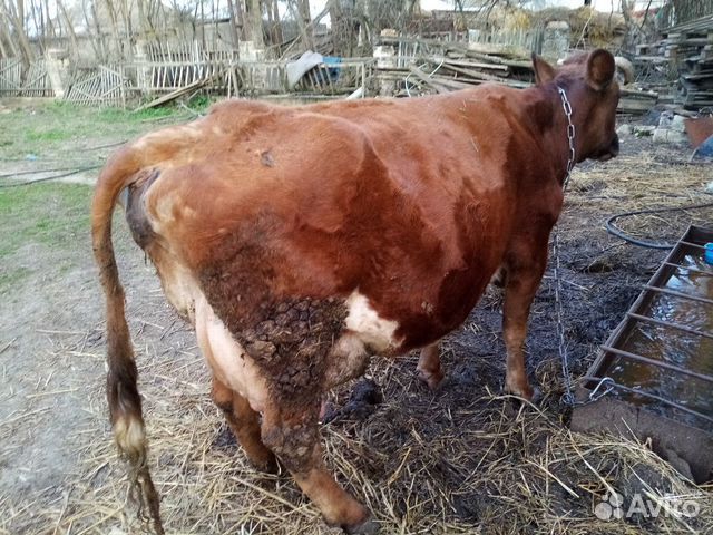 Двойная корова