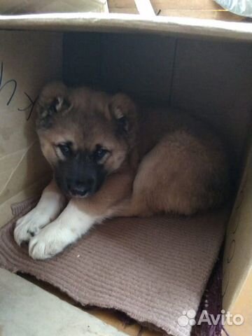 Щенок Алабая (сао)