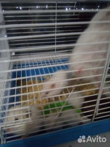 Хомяк сирийский