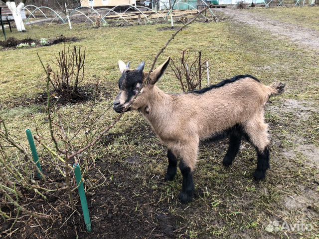 Альпийский козлик