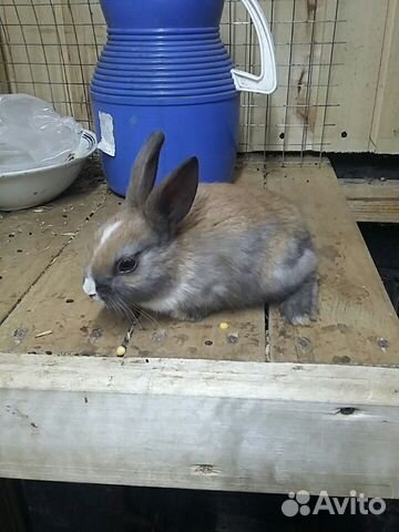 Декоративный кролик