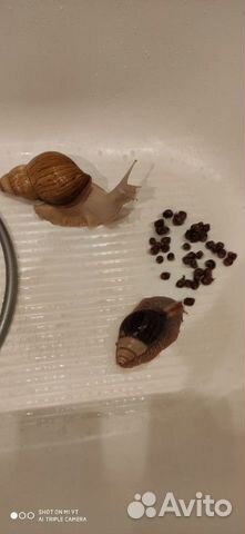 Улитки Ахатина