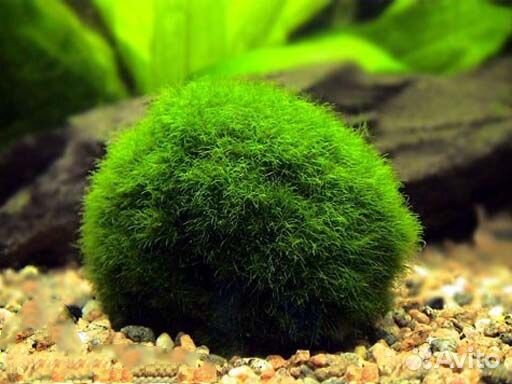 Мох кладофора