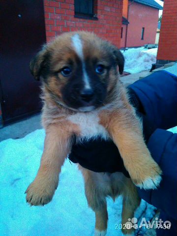 Щенки коротколапки