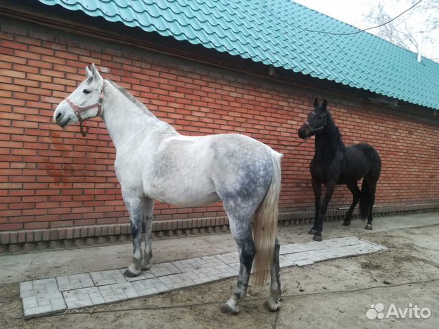 Спортивные лошади