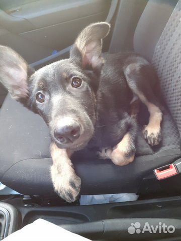 Преданный и умный мальчишка в добрые руки