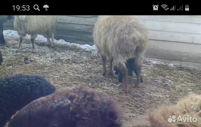 Матки с ягнятами